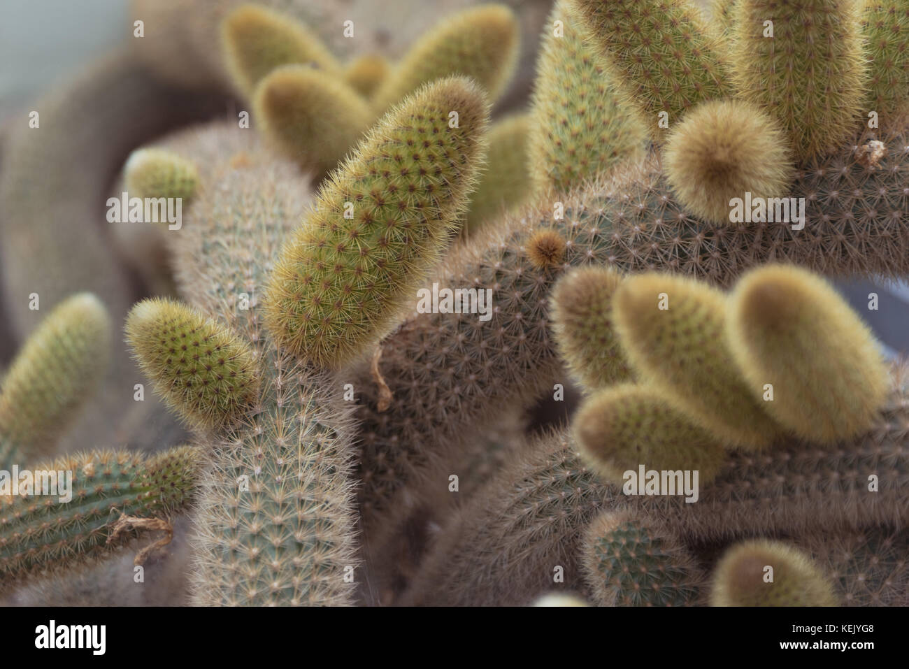 Cleistocactus winteri is a succulent of the Cactaceae family. Its ...