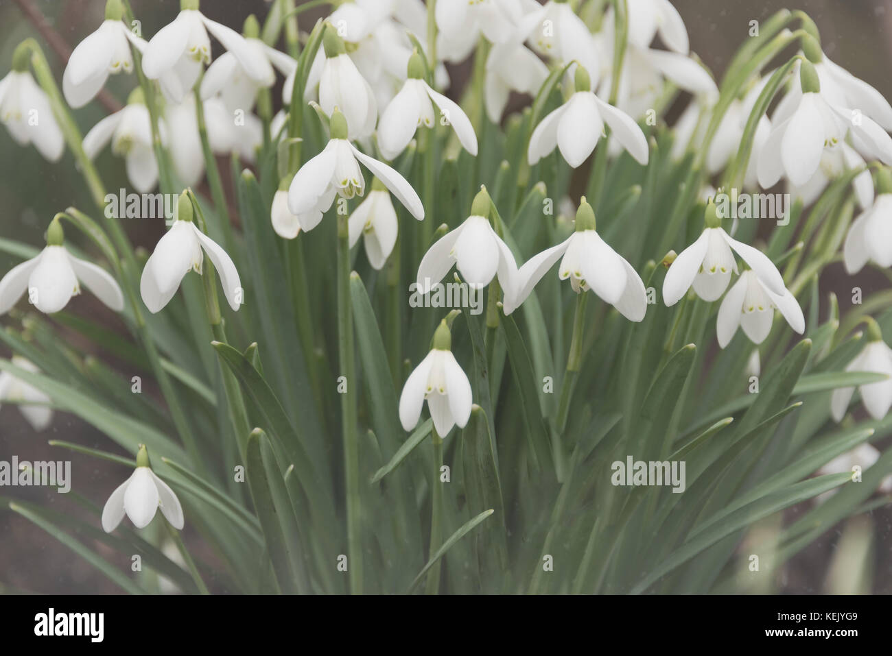 Galanthus (snowdrop) is a small genus of about 20 species of bulbous ...