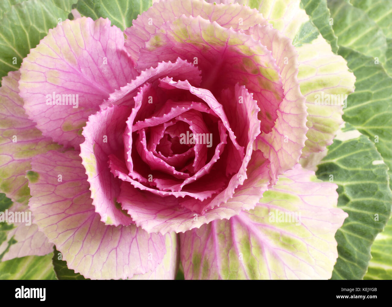 Ornamental cabbage bouquet hi-res stock photography and images - Alamy