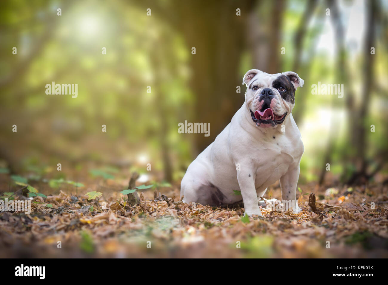 English bulldog dog in the forest Stock Photo - Alamy