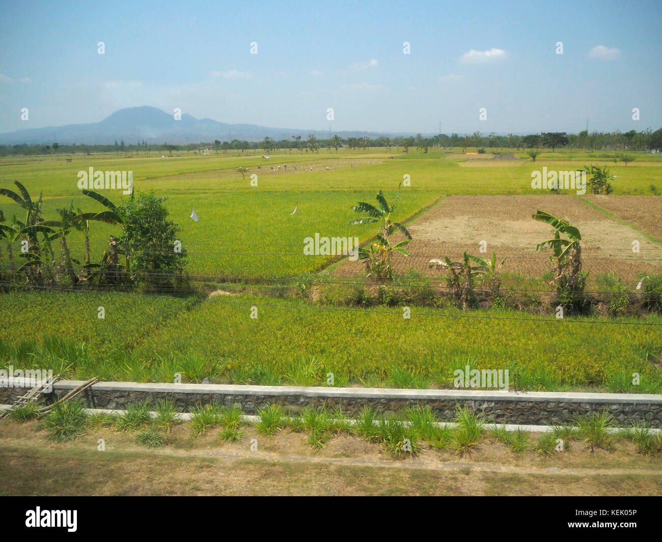 Paddy rice field in java hi-res stock photography and images - Alamy