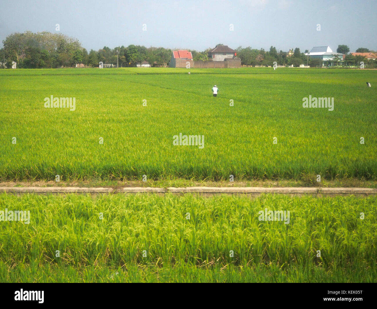 Paddy field of central java hi-res stock photography and images - Alamy