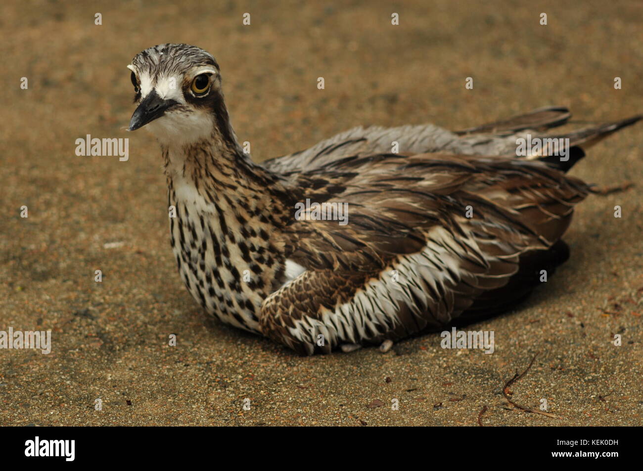 Bush Stone Curlew with newly hatched chick, Townsville, Australia ...