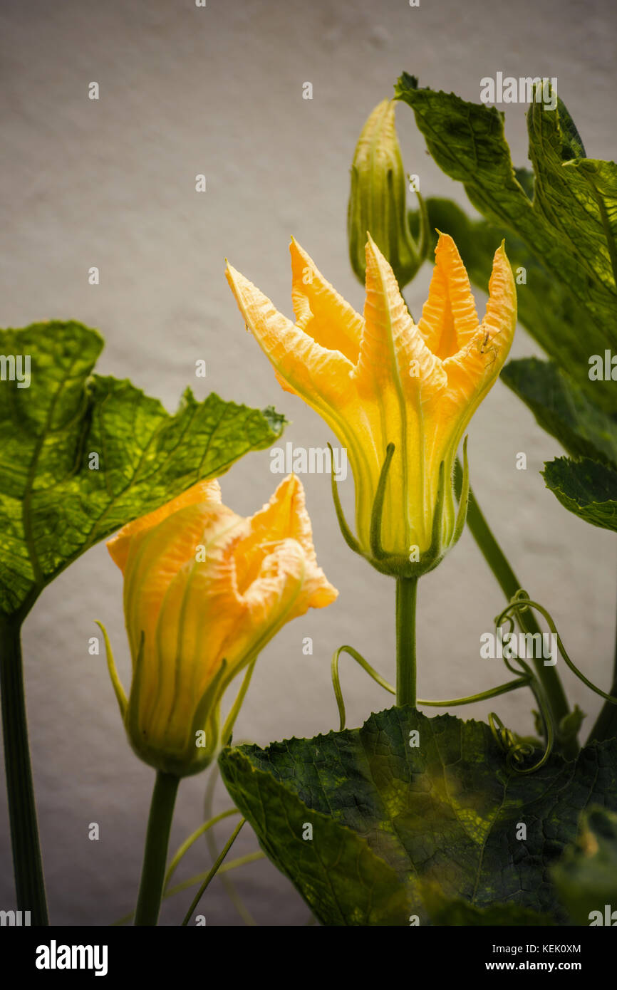 Pumpkin flower bud hi-res stock photography and images - Alamy
