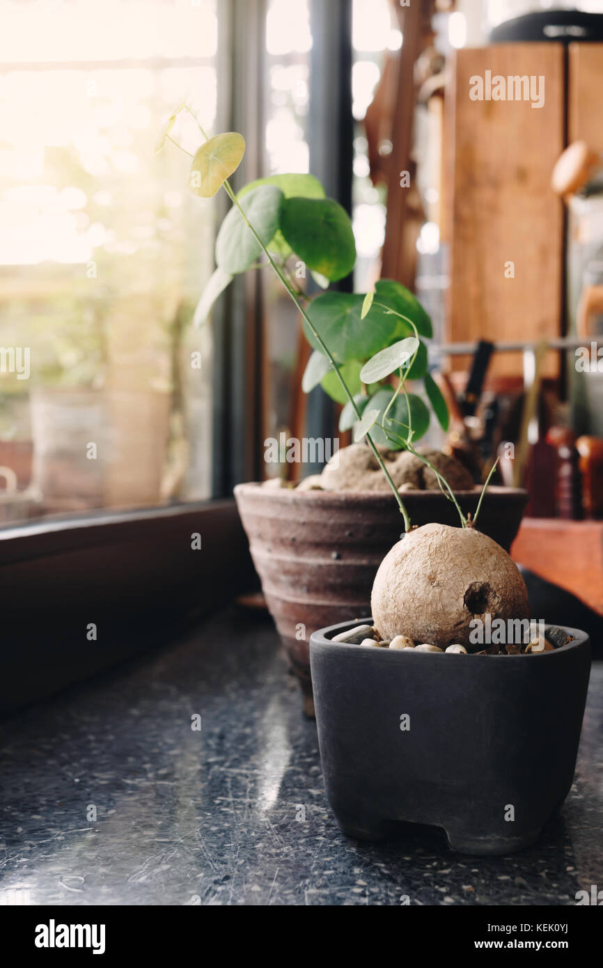small plants (stephania erecta) in a black pot decorated on the working ...