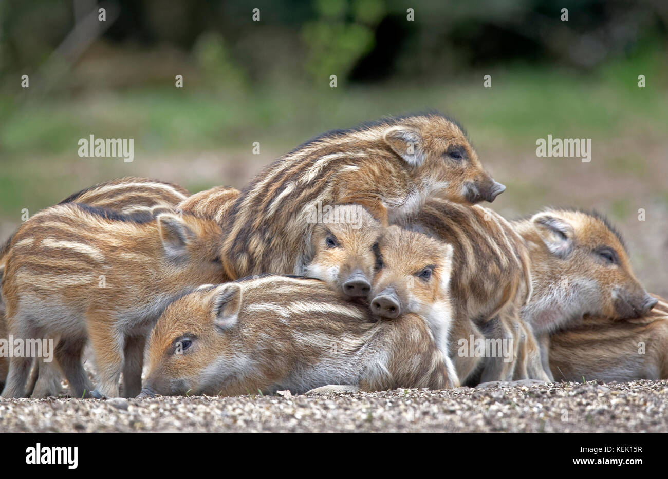 Wild Boars (Sus scrofa), piglet, group, Schleswig-Holstein, Germany ...