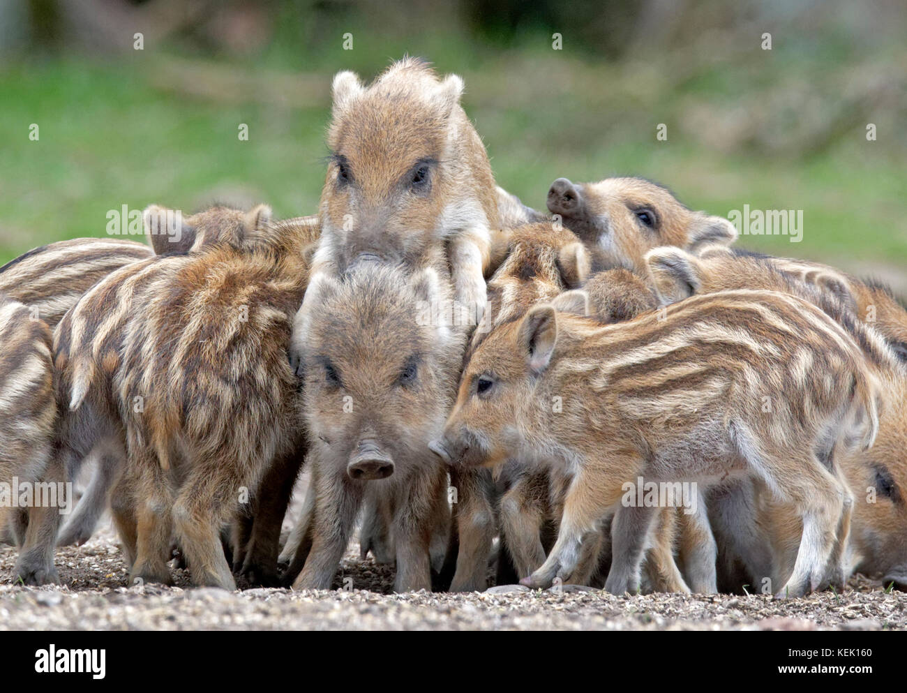 Wild Boars (Sus scrofa), piglet, group, Schleswig-Holstein, Germany ...