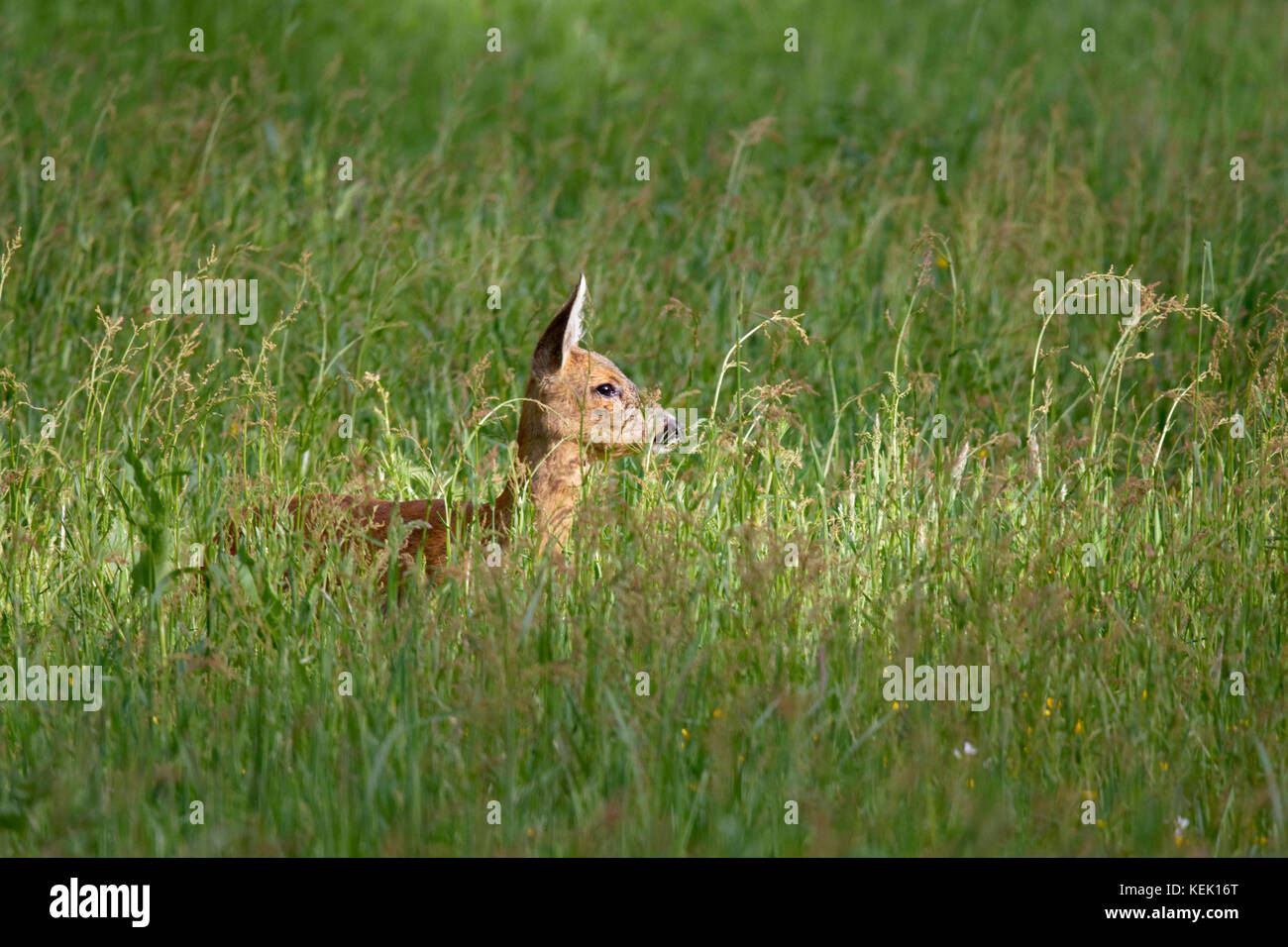 Roe deer (Capreolus capreolus), Schleswig-Holstein, Germany, Europe ...