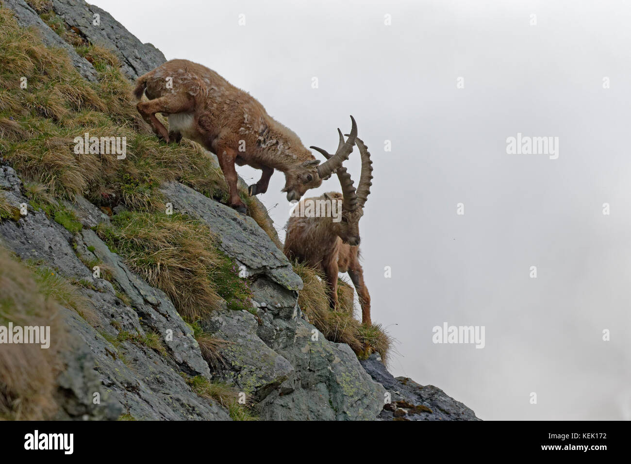 Alpine Ibex or Steinbock (Capra ibex), fighting, Nationalpark Hich ...