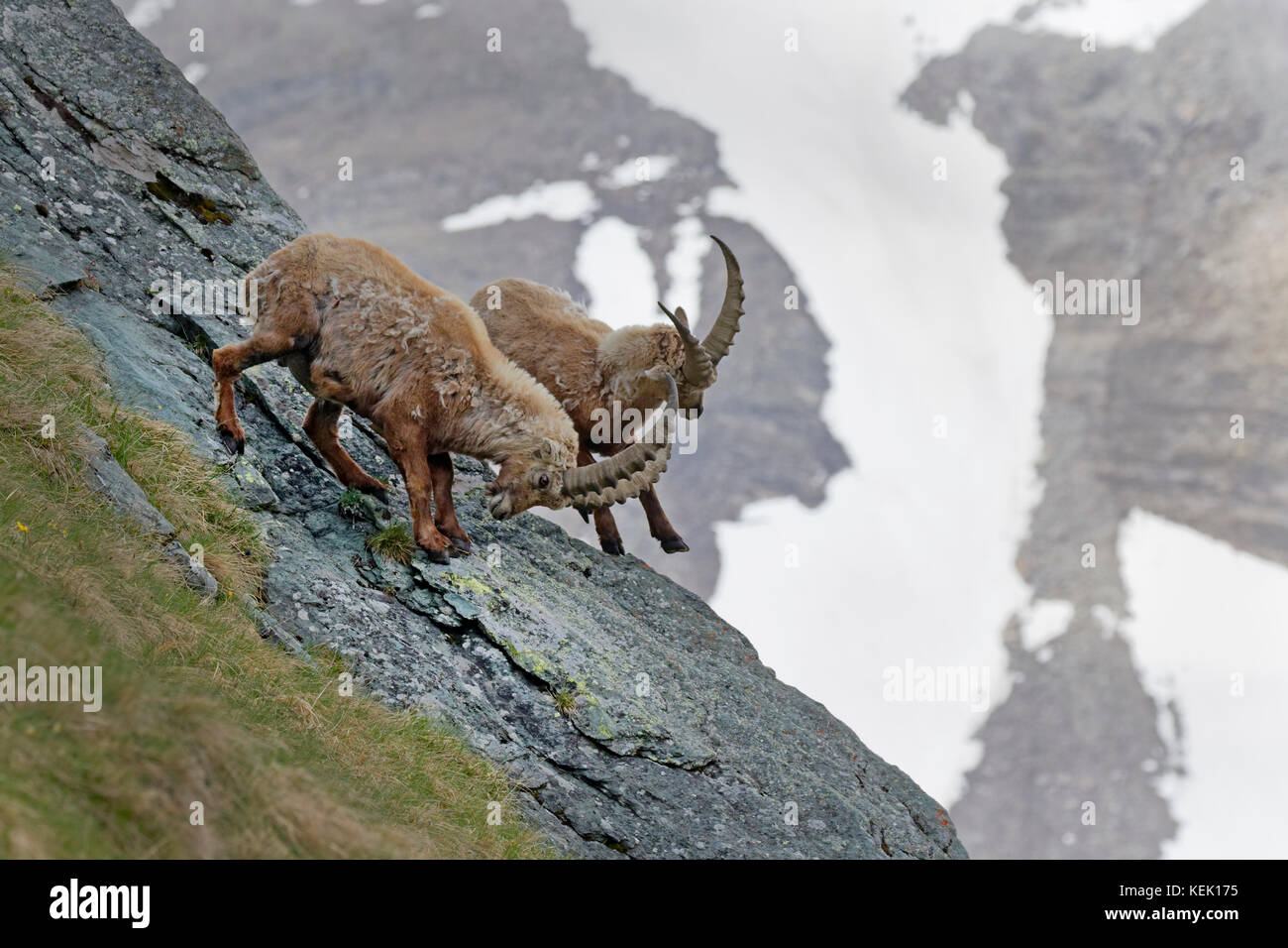 Alpine Ibex or Steinbock (Capra ibex), fighting, Nationalpark Hich ...