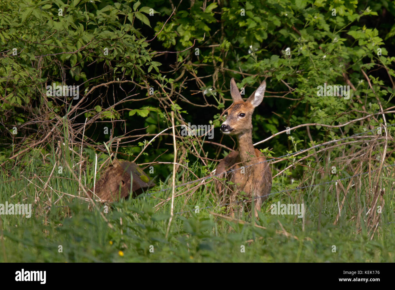 Roe deer (Capreolus capreolus), Schleswig-Holstein, Germany, Europe ...