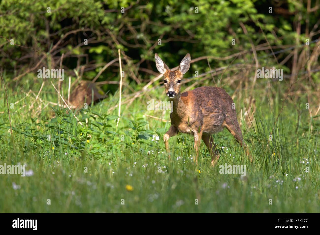 Roe deer (Capreolus capreolus), Schleswig-Holstein, Germany, Europe ...