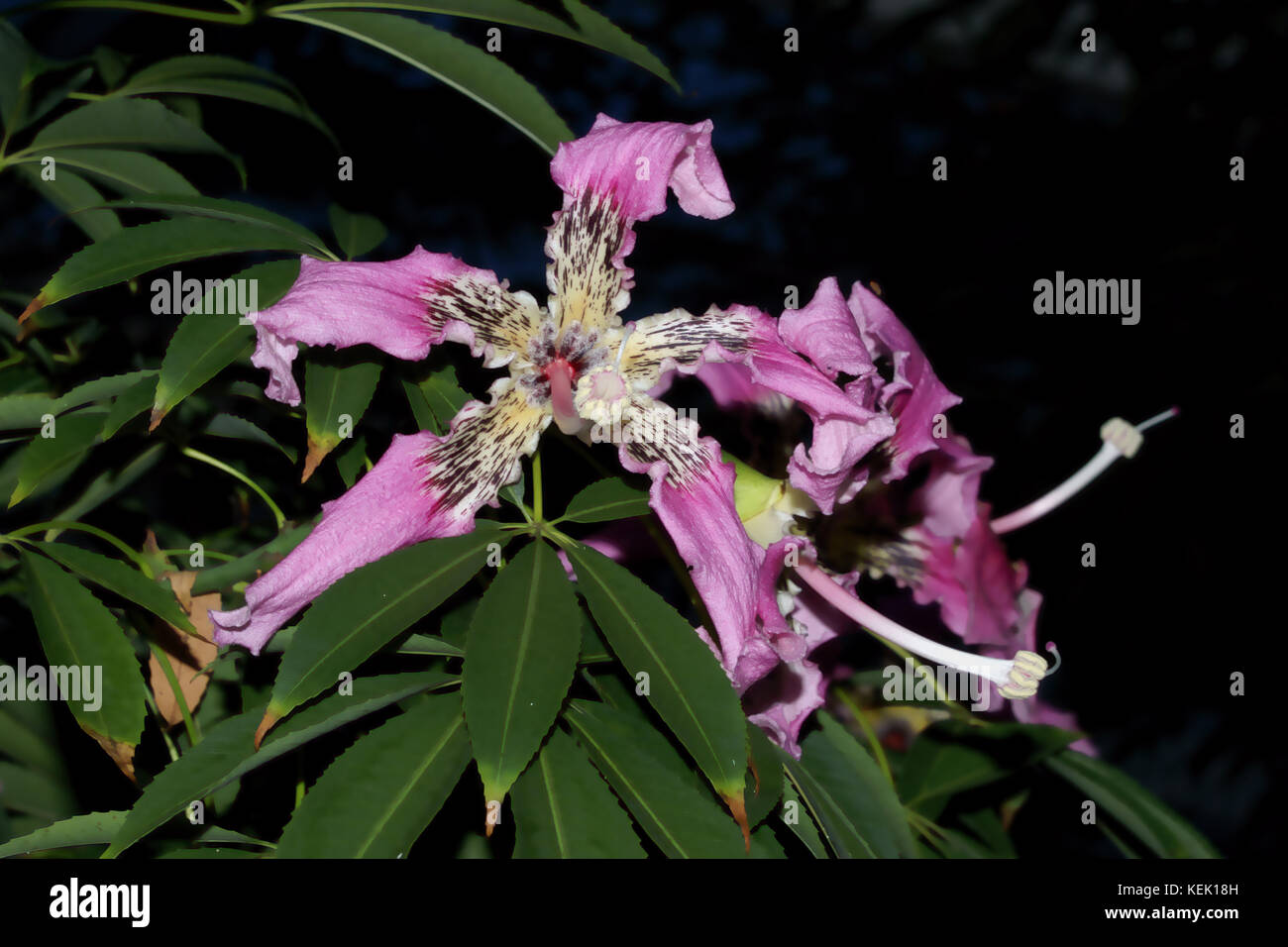 Bombacaceae hi-res stock photography and images - Alamy