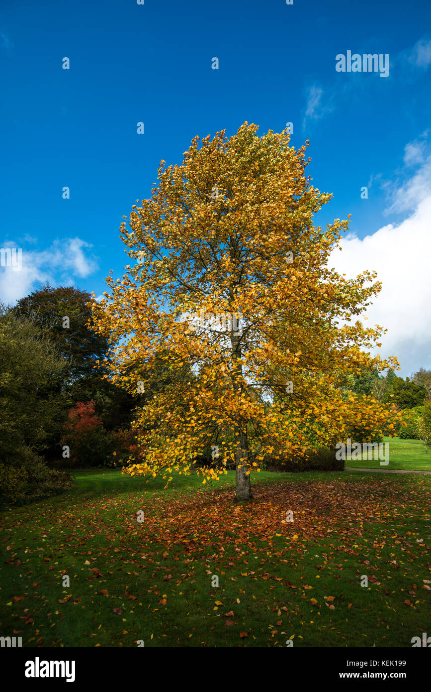 Scotney Castle Lake and Gardens in Autumn. This beautiful and historic ...