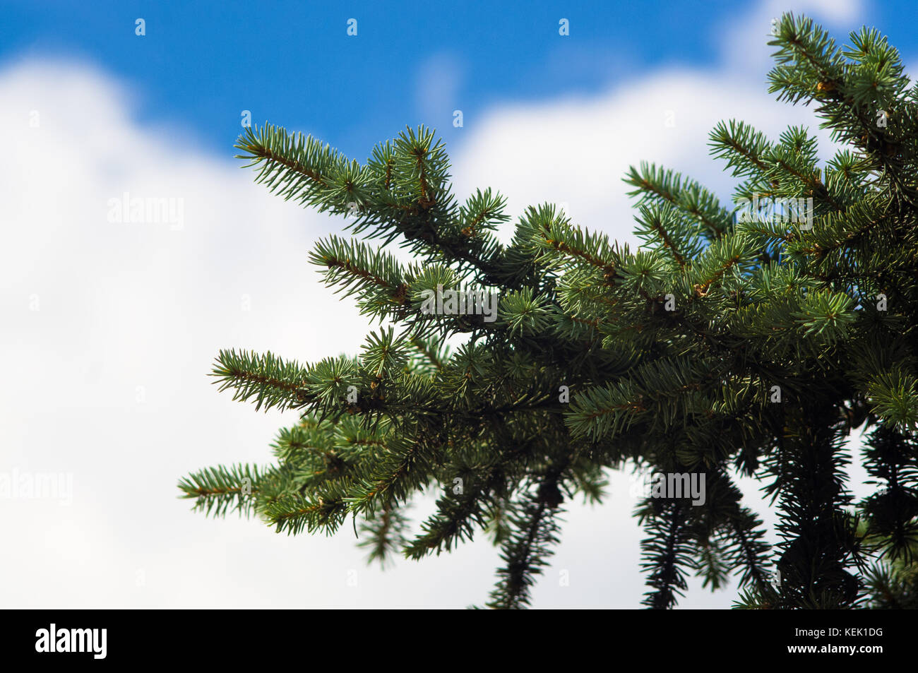 Green fluffy fir tree branch close up, Christmas wallpaper concept ...