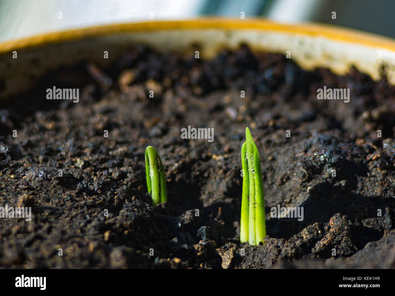 growing little green sprouts of young plants in sunlight Stock Photo ...