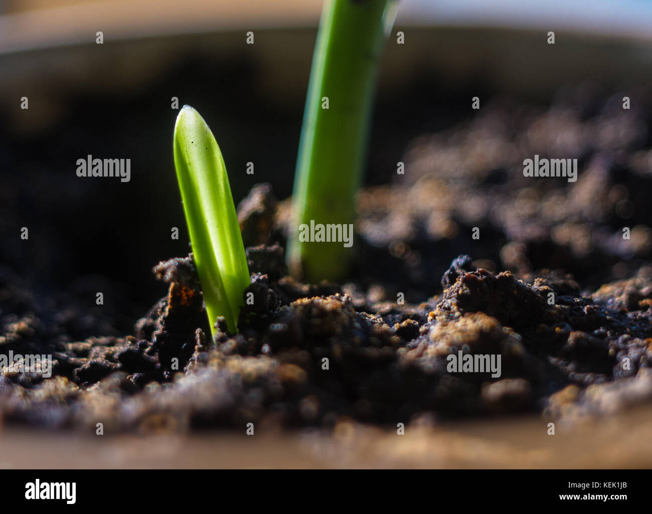 growing little green sprouts of young plants in sunlight Stock Photo ...