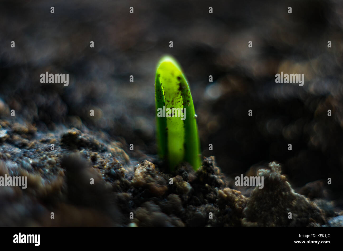growing little green sprouts of young plants in sunlight Stock Photo ...
