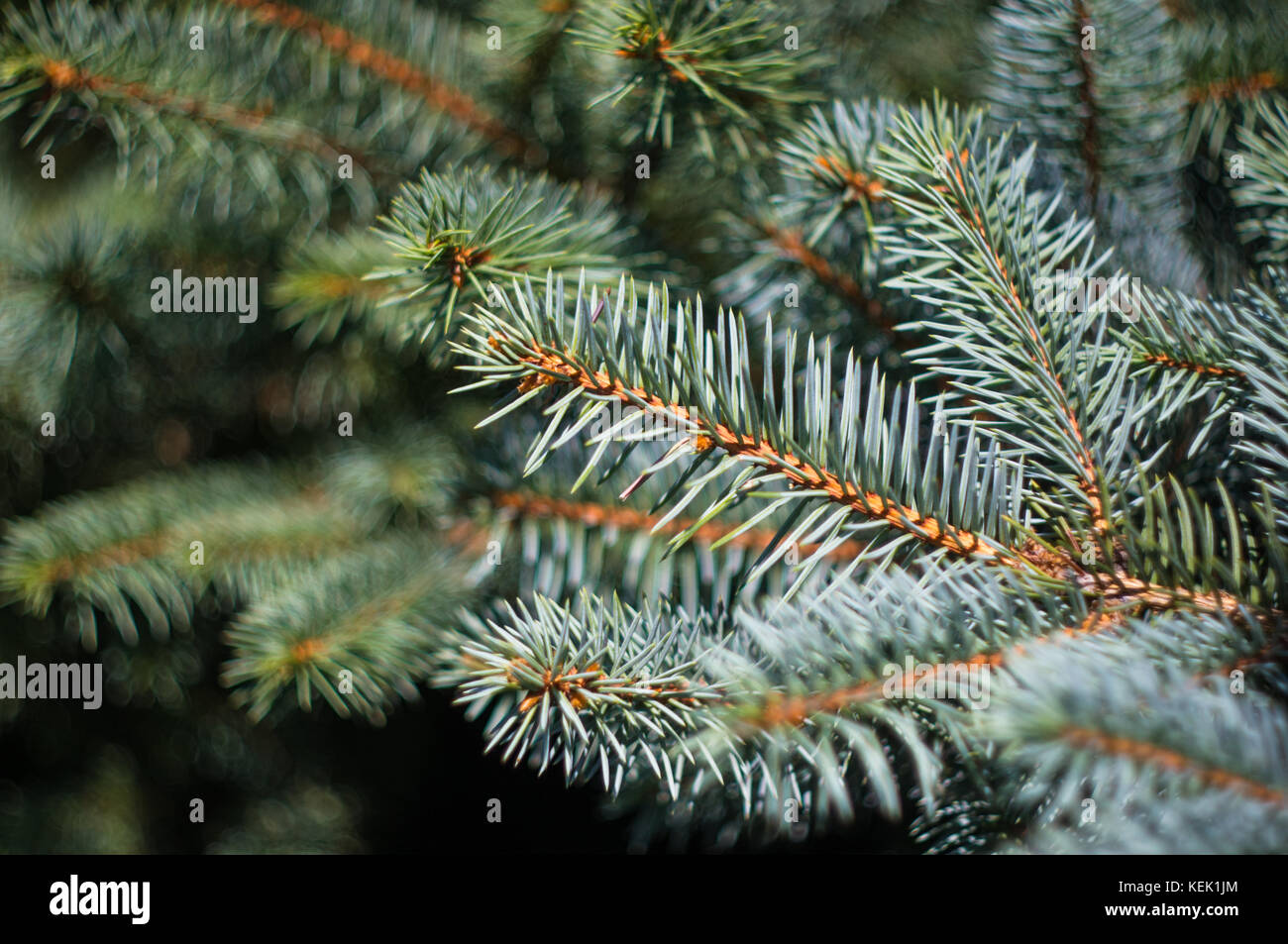 Green fluffy fir tree branch close up, Christmas wallpaper concept ...