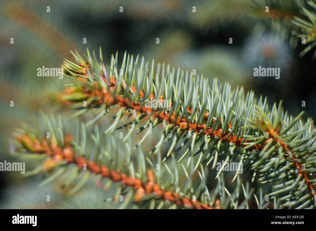 Green fluffy fir tree branch close up, Christmas wallpaper concept ...