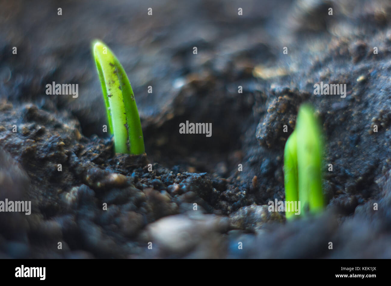 growing little green sprouts of young plants in sunlight Stock Photo ...