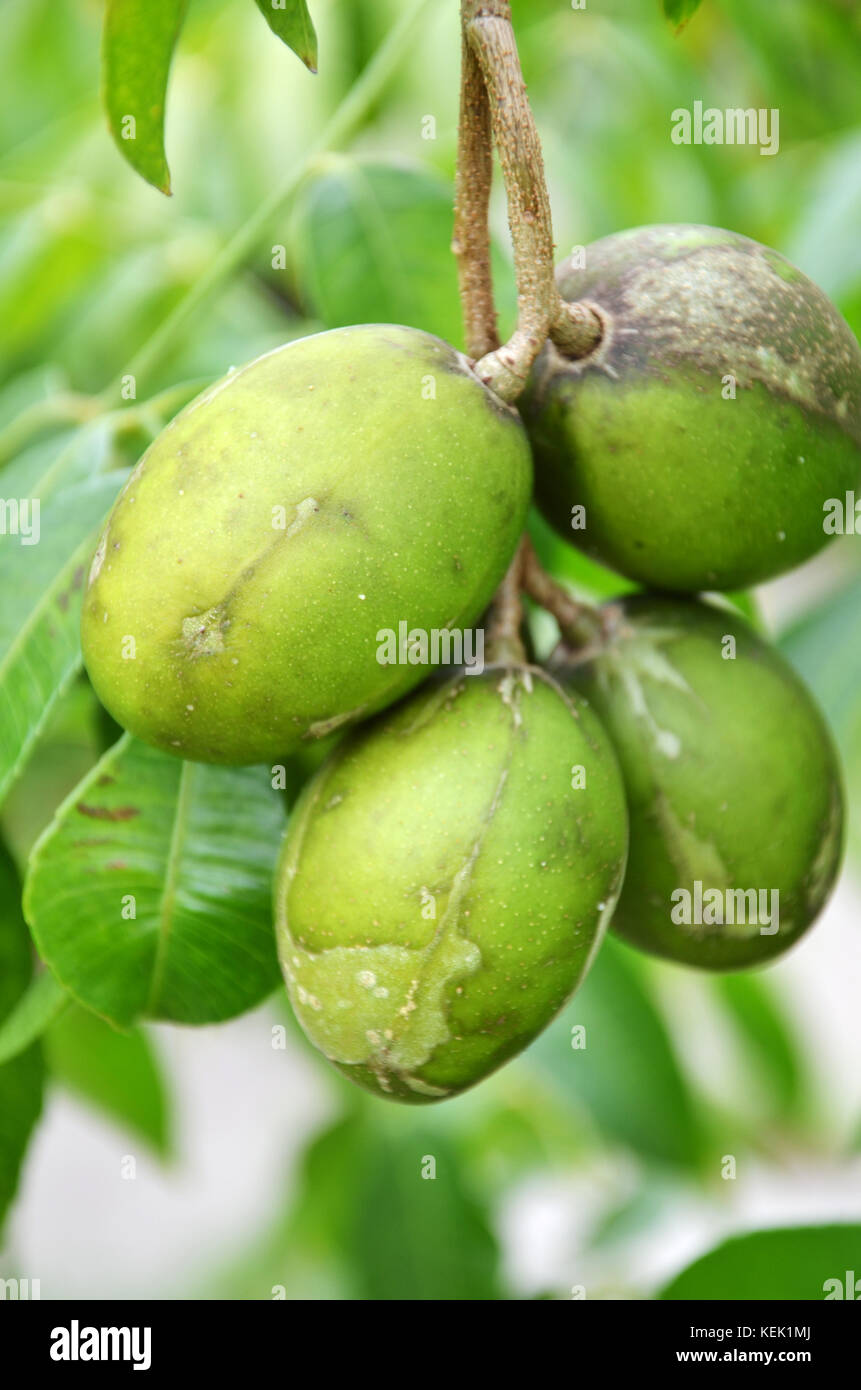 Hog plum tree hi-res stock photography and images - Alamy