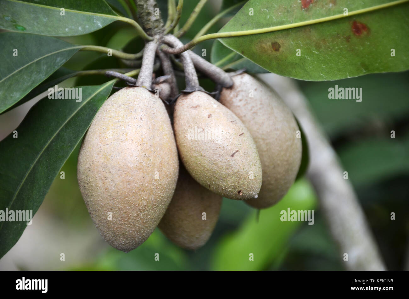 Ciku fruit hi-res stock photography and images - Alamy