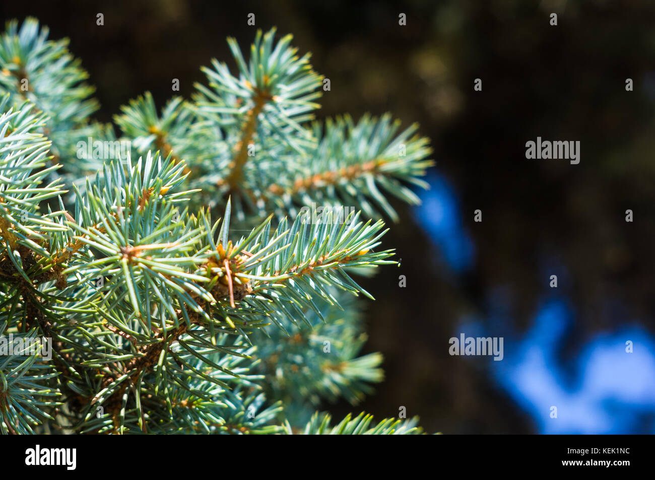 Green fluffy fir tree branch close up, Christmas wallpaper concept ...