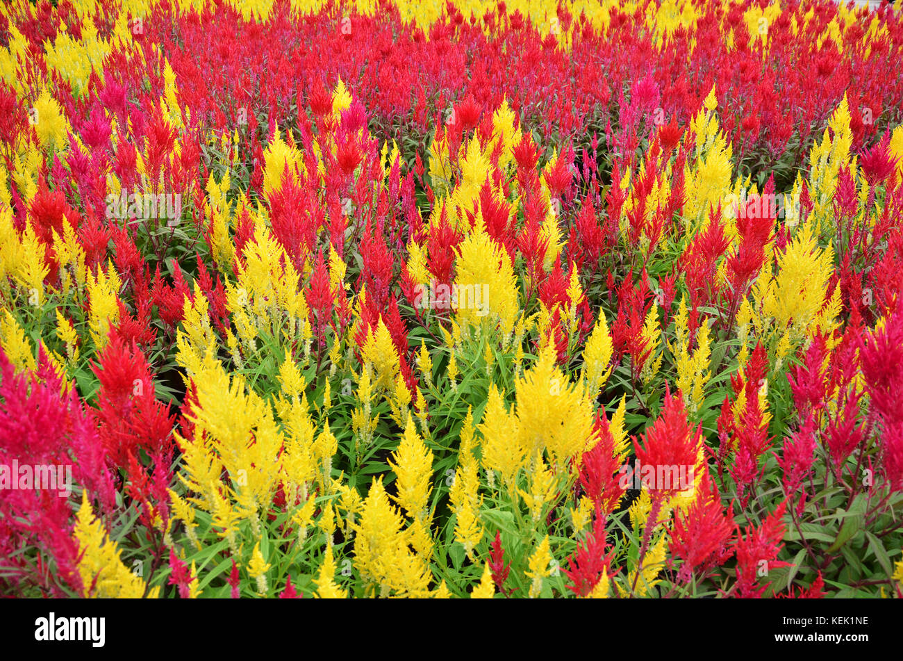 Colorful plumed cockscomb flower or Celosia argentea blossom Stock ...