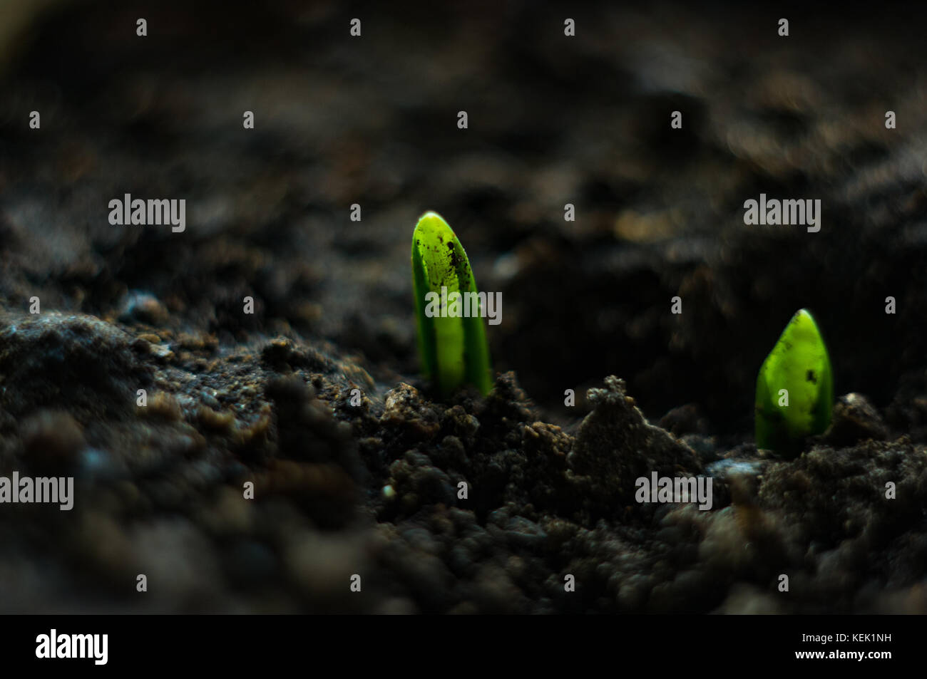 growing little green sprouts of young plants in sunlight Stock Photo ...