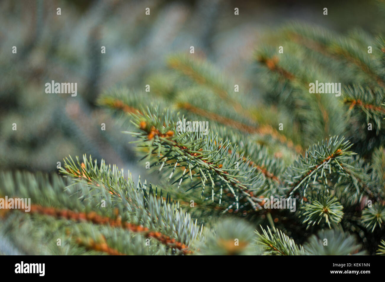 Green fluffy fir tree branch close up, Christmas wallpaper concept ...
