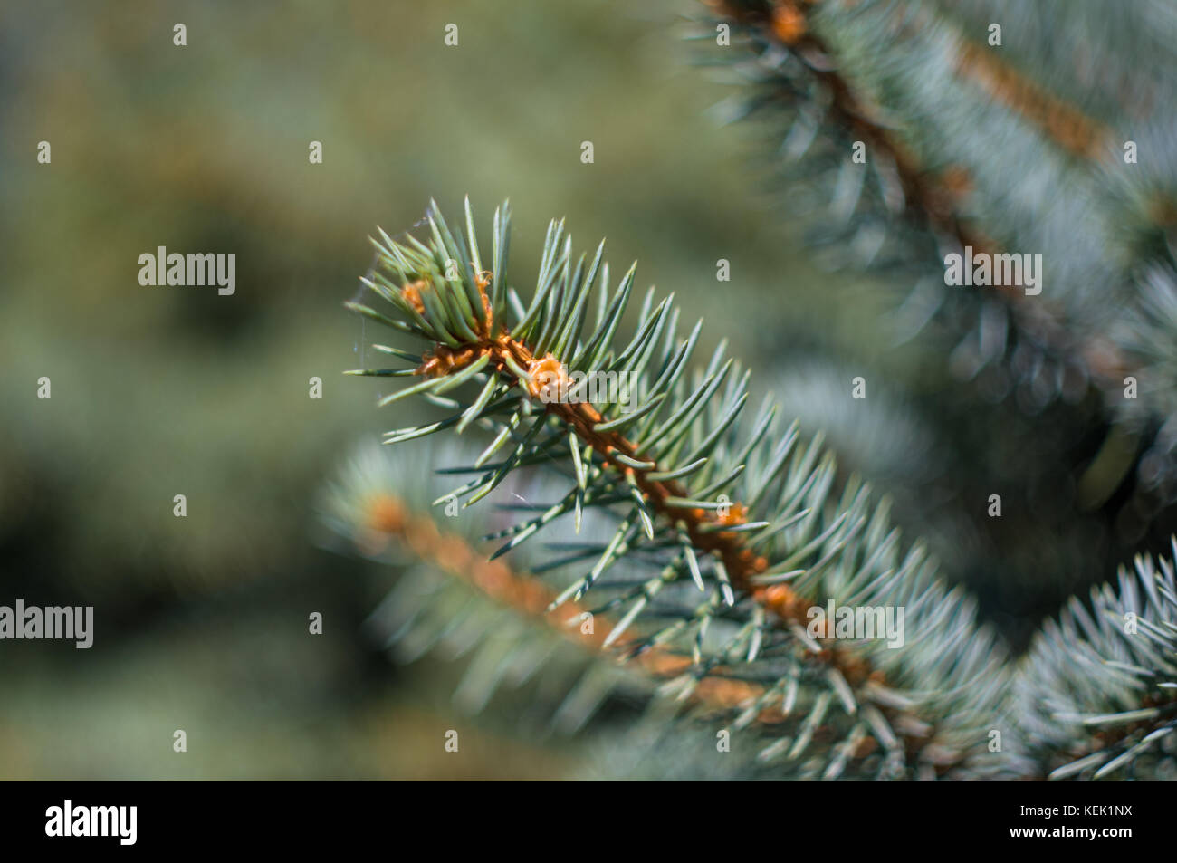 Green fluffy fir tree branch close up, Christmas wallpaper concept ...