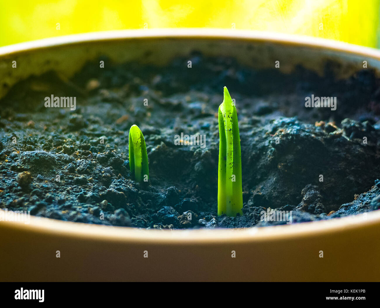 growing little green sprouts of young plants in sunlight Stock Photo ...