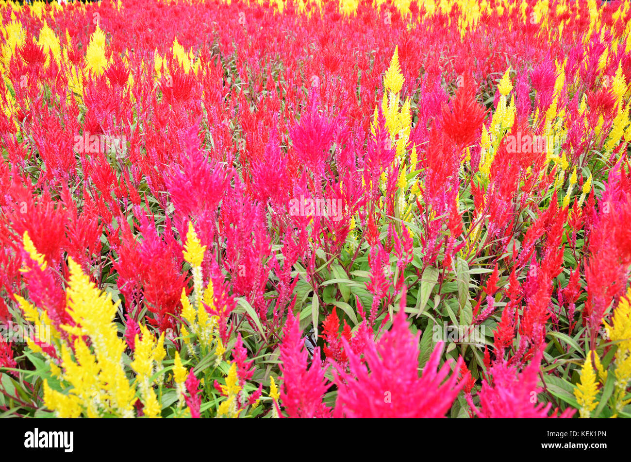 Colorful plumed cockscomb flower or Celosia argentea blossom Stock ...