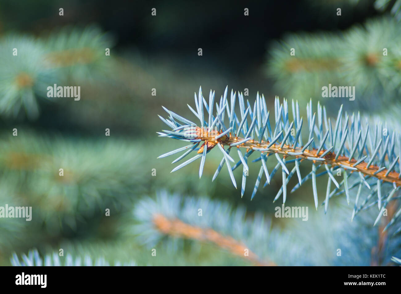 Green fluffy fir tree branch close up, Christmas wallpaper concept ...