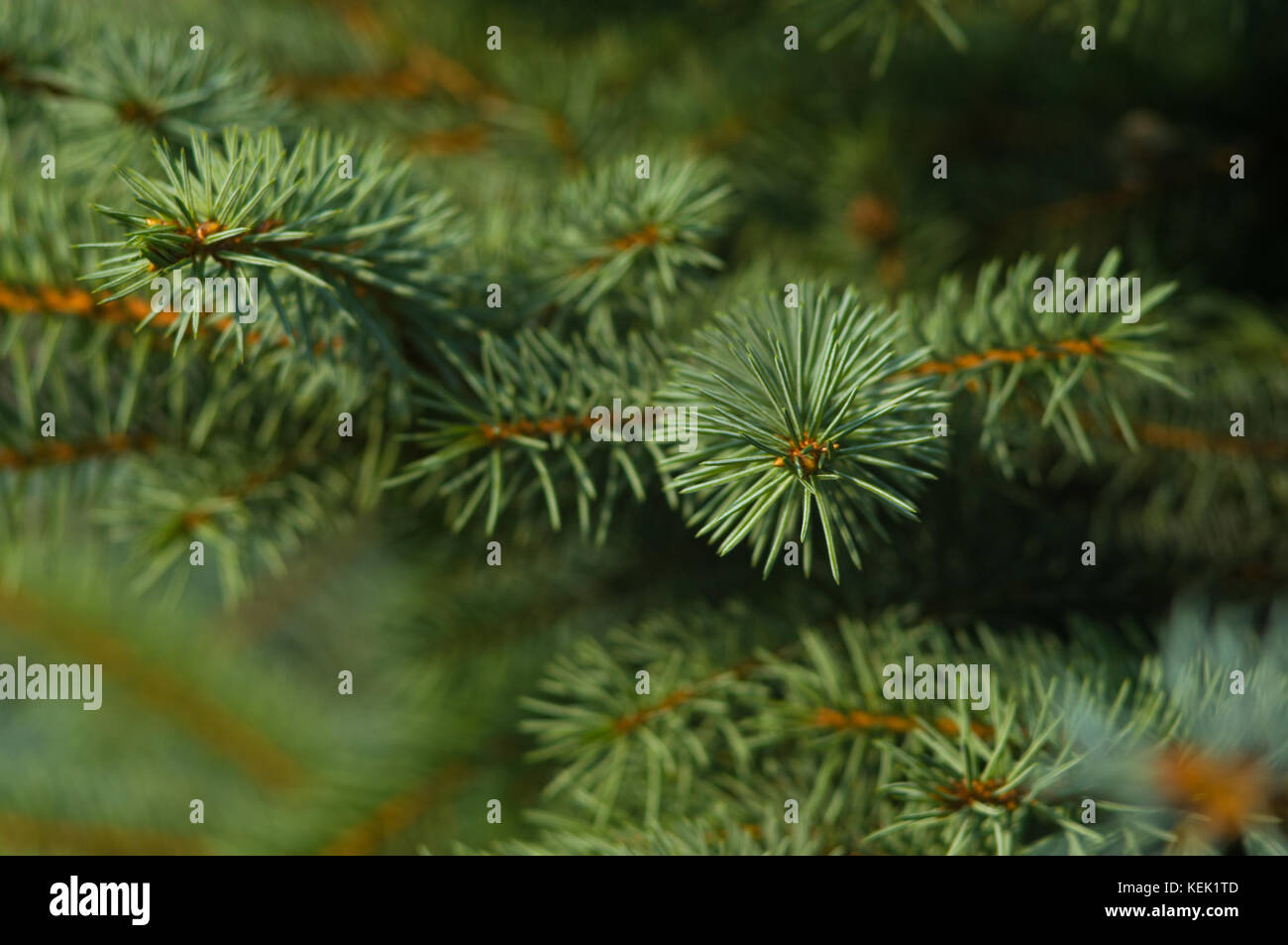 Green fluffy fir tree branch close up, Christmas wallpaper concept ...