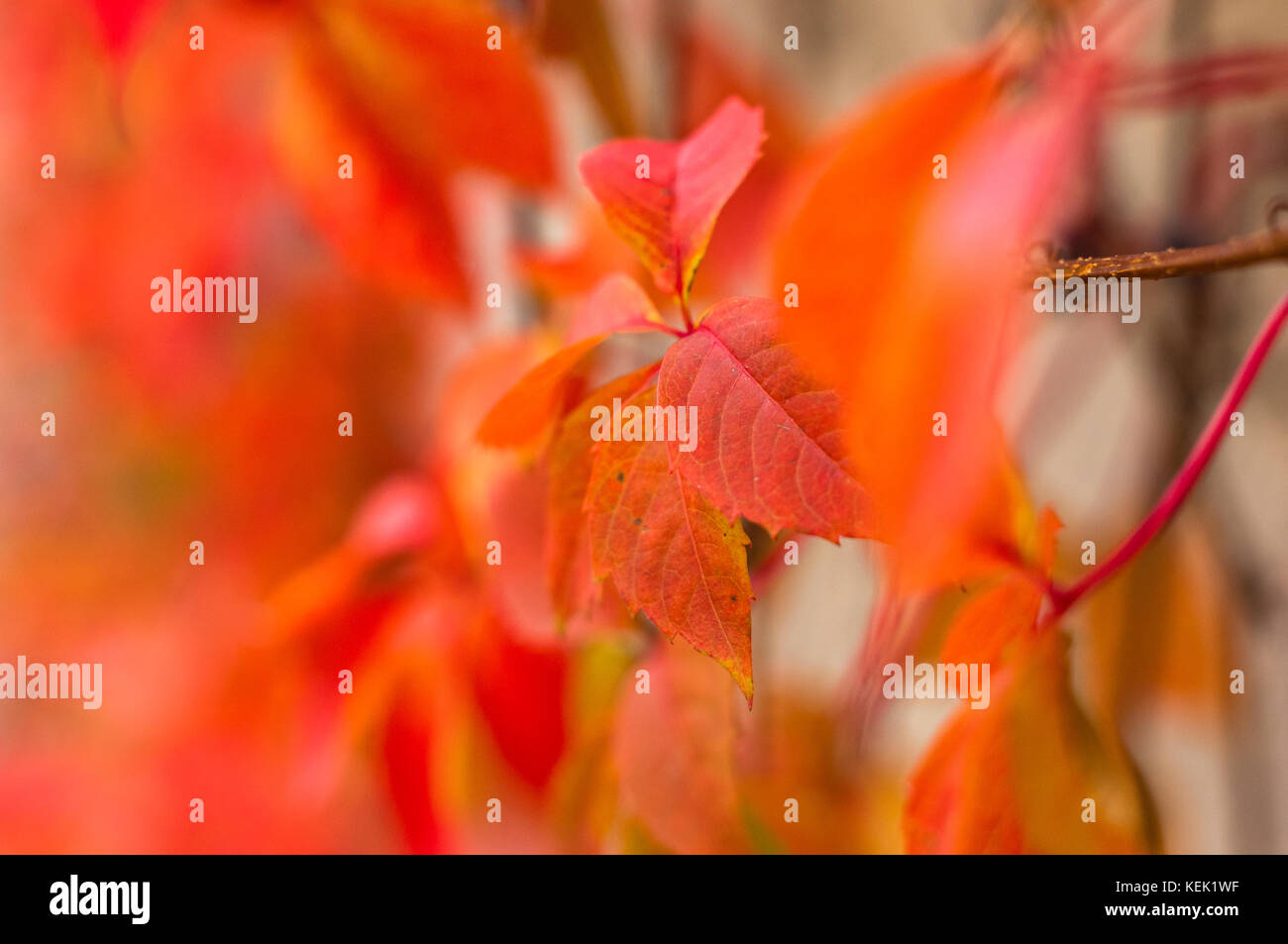 bright red autumn leaves of wild grapes, close up Stock Photo - Alamy