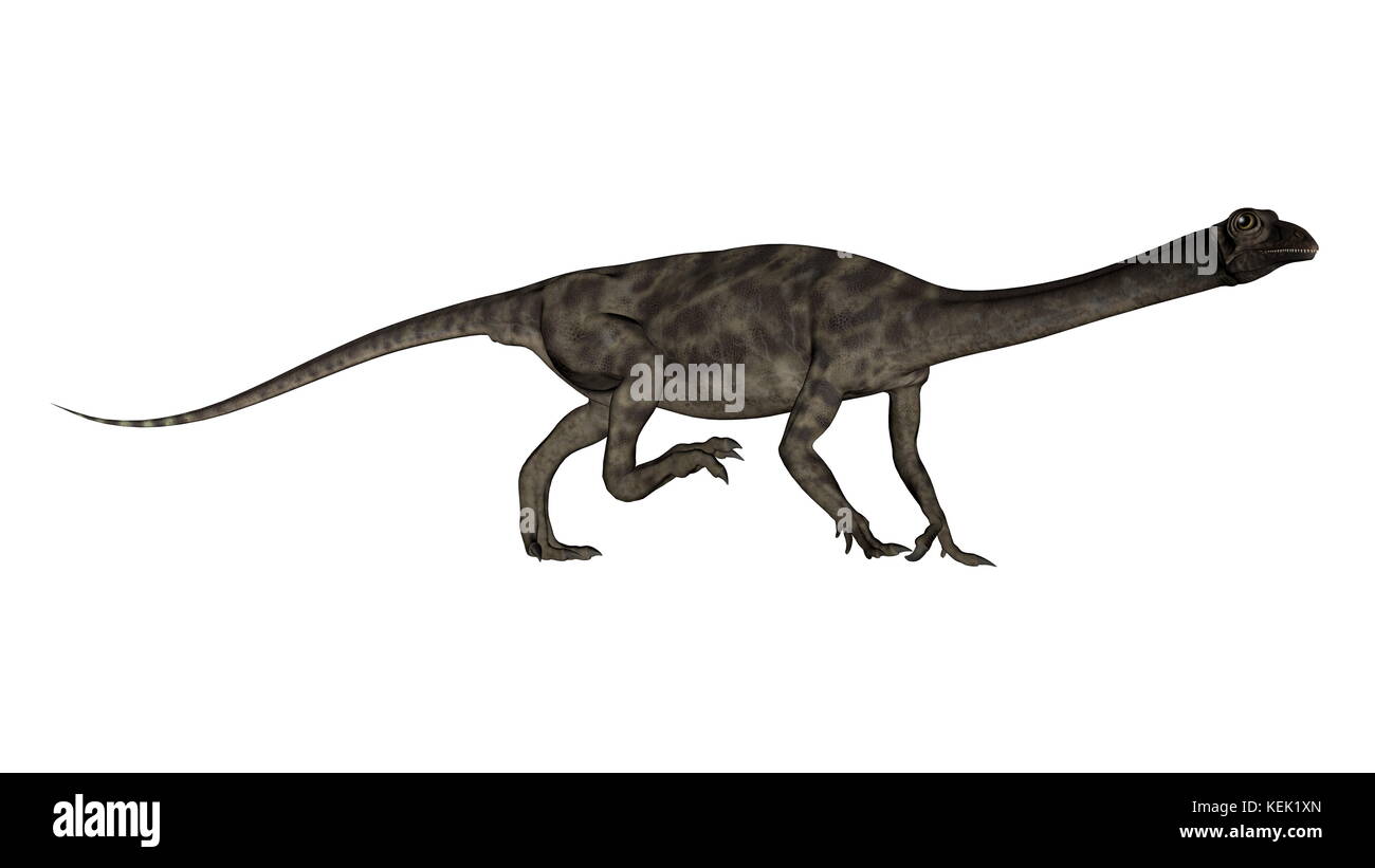 Anchisaurus dinosaur walking isolated in white background -3D render ...