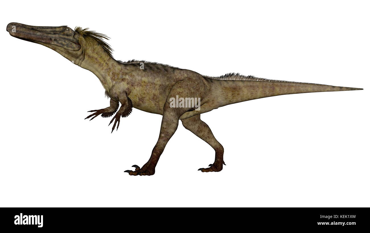 Austroraptor dinosaur walking isolated in white background -3D render ...