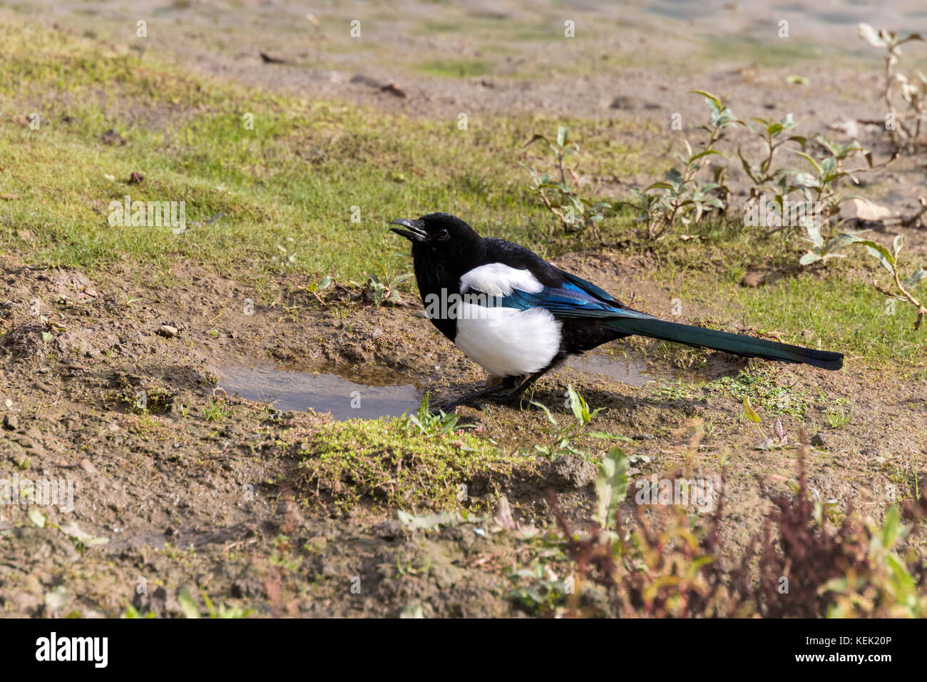 Black-billed Magpie Pica pica Stock Photo - Alamy