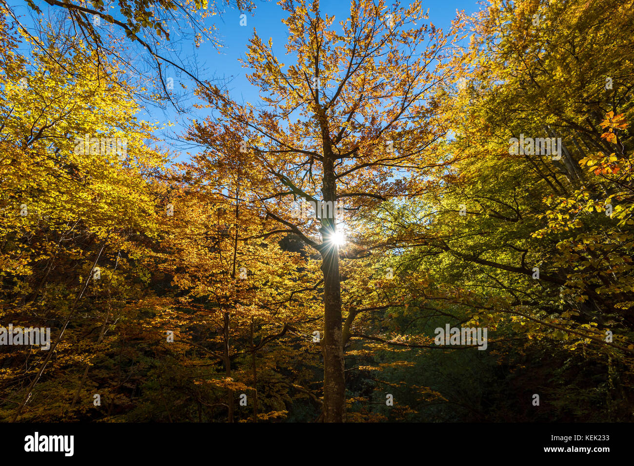 Sunny autumn landscape with golden trees and blue sky in countryside ...