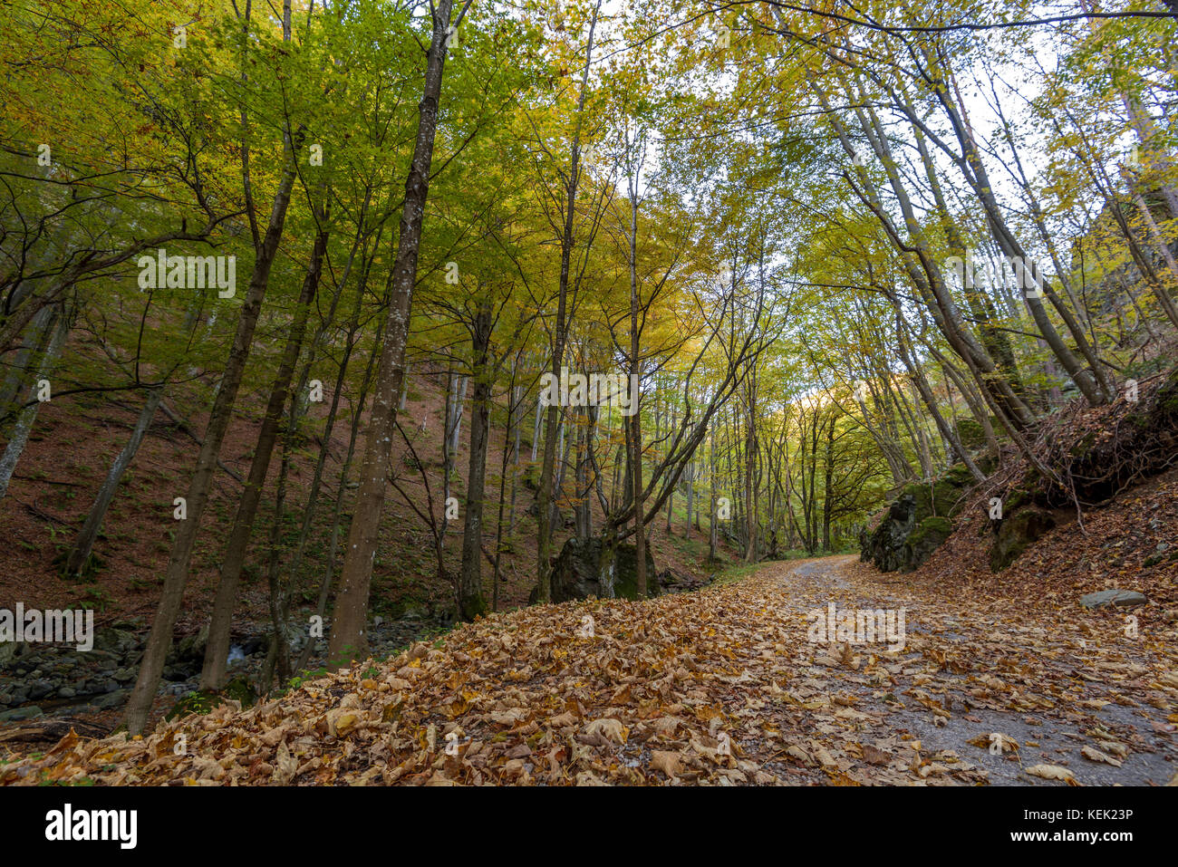 Walking path in Bulgaria in Fall with colorful Foliage Stock Photo - Alamy