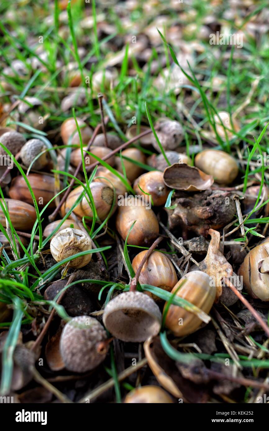 Acorns on the Ground Stock Photo - Alamy