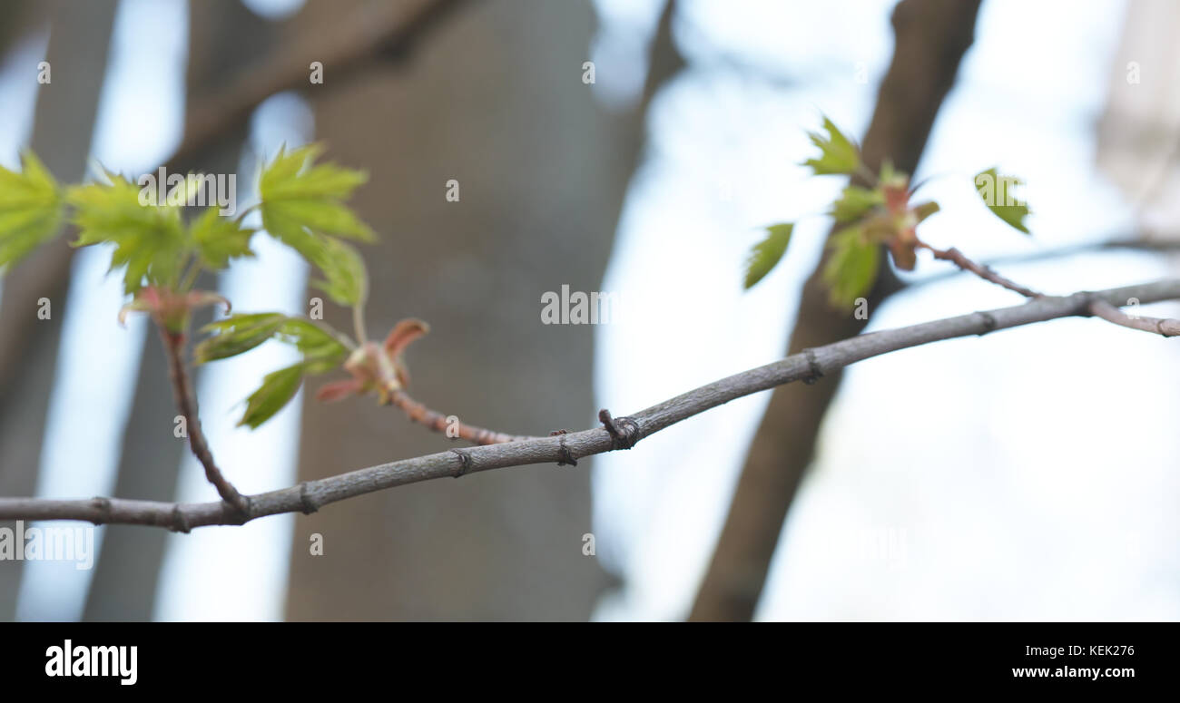 Leaves tree in sunlight ant hi-res stock photography and images - Alamy