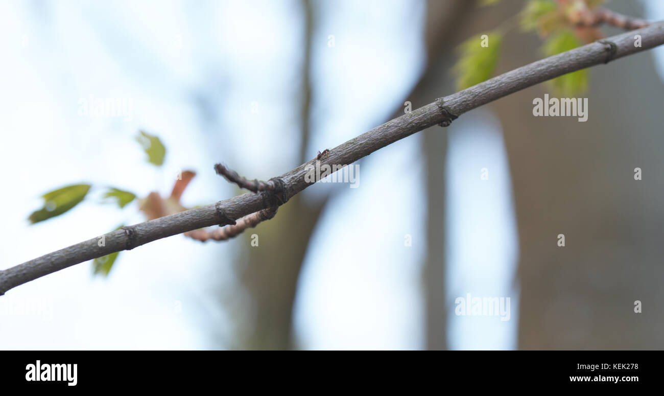 Leaves tree in sunlight ant hi-res stock photography and images - Alamy