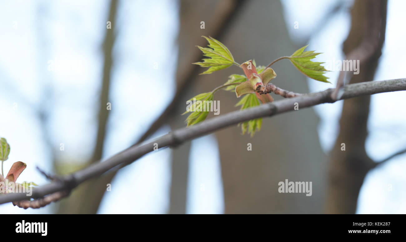 Leaves tree in sunlight ant hi-res stock photography and images - Alamy