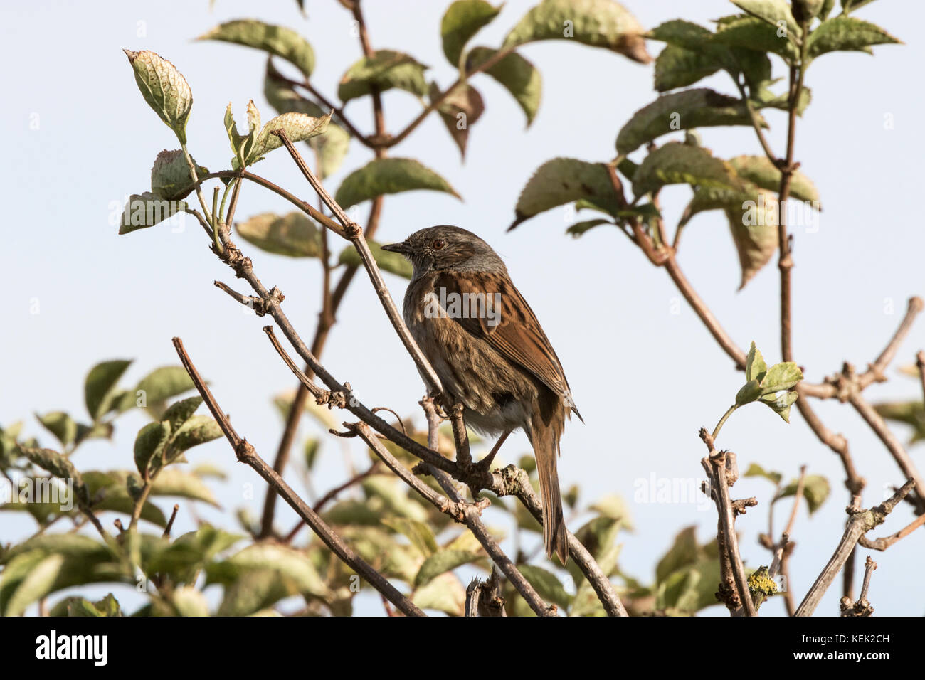 Dunnock Prunella modularis Stock Photo - Alamy