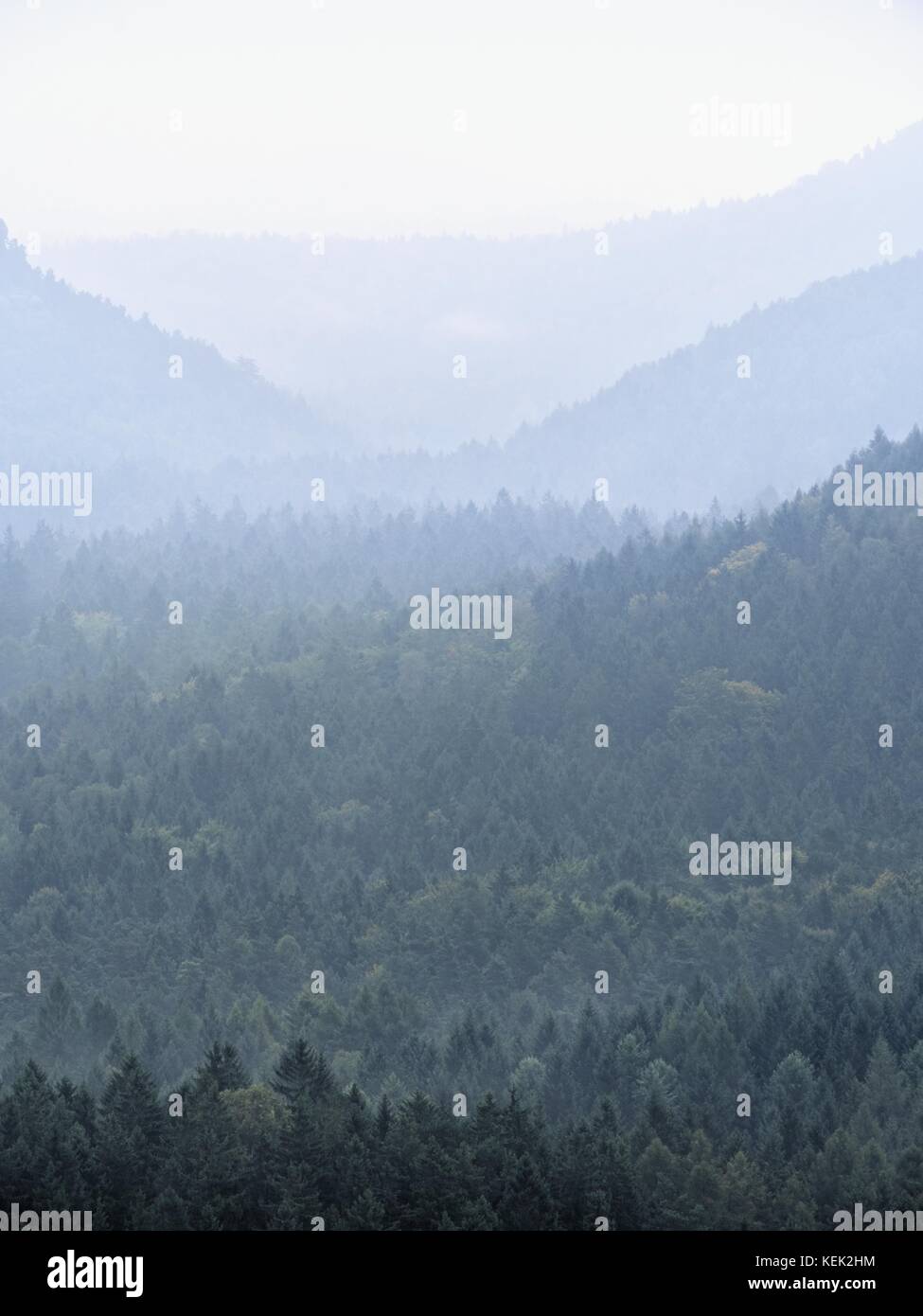 Fairy daybreak in silent landscape.The thick fog is swinging between ...