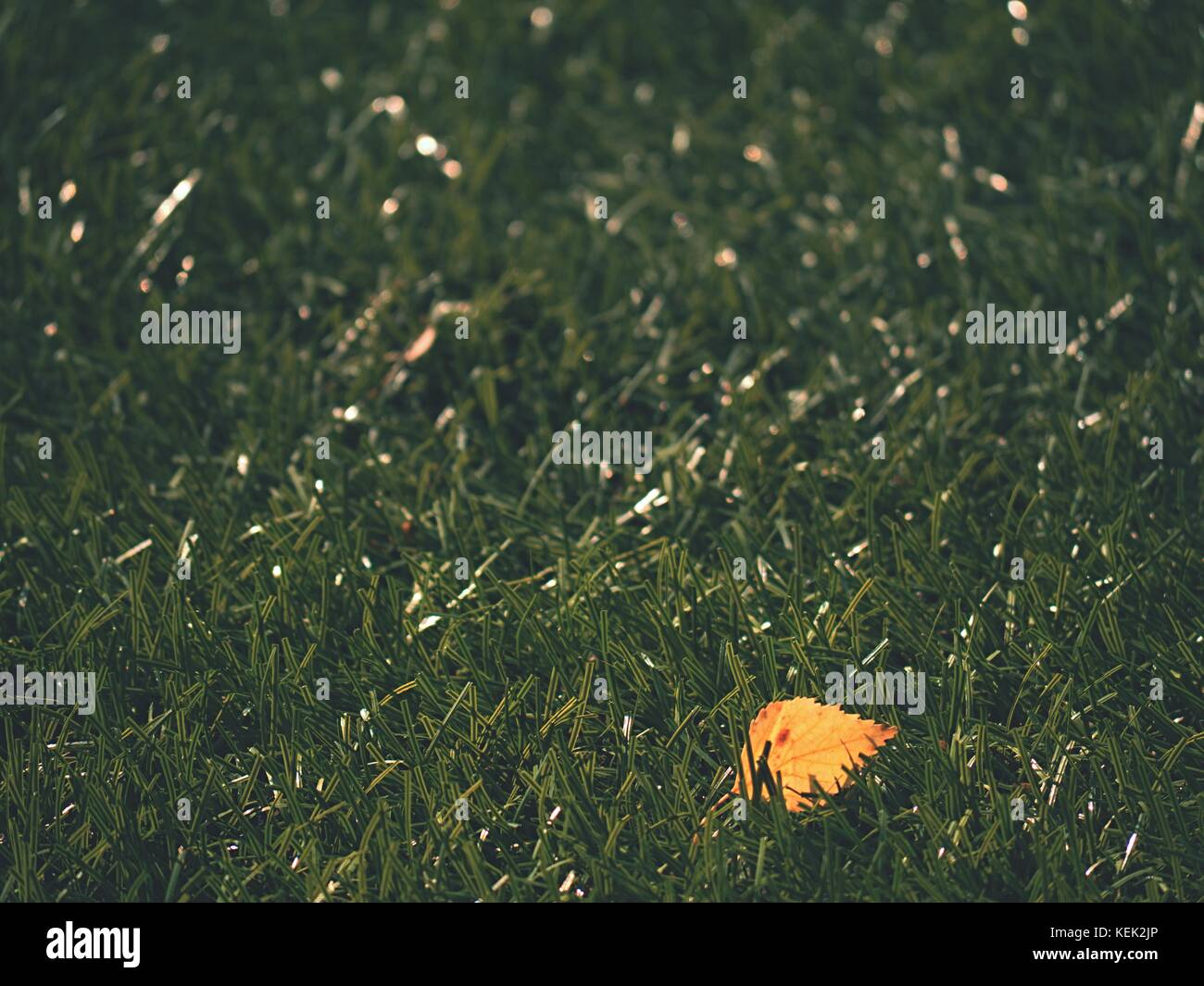 Soccer green. End of football season. Dry leaves and seeds fallen on ...
