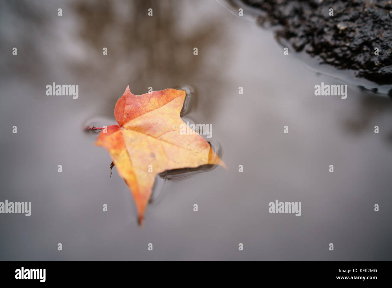 fallen autumn maple leaf in puddle on the road, closeup photo Stock ...